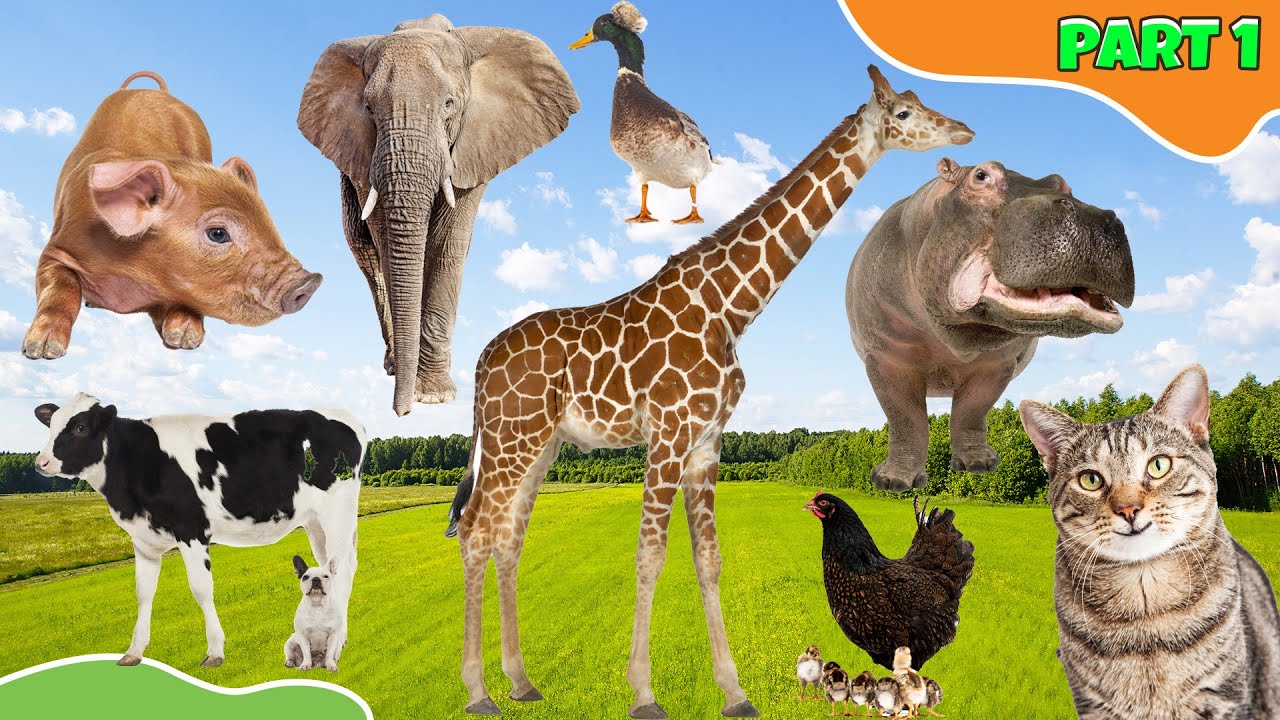 Amazing Animals for Kids - Learn English with Cow, Pig, Dog & More ...