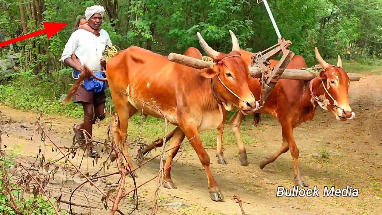 ploughing with bulls by farmer | bull ploughing the field cow ploughing ...
