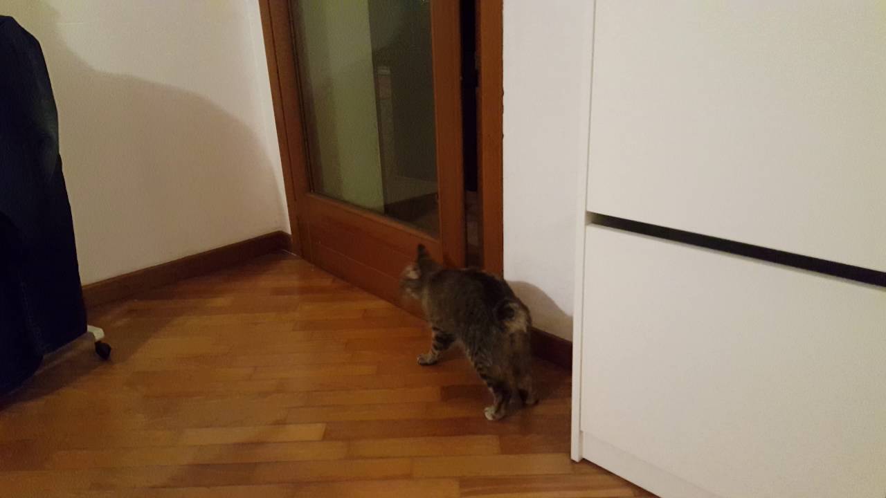 How A Cat Opens A Door - USAGI THE CAT - YouTube