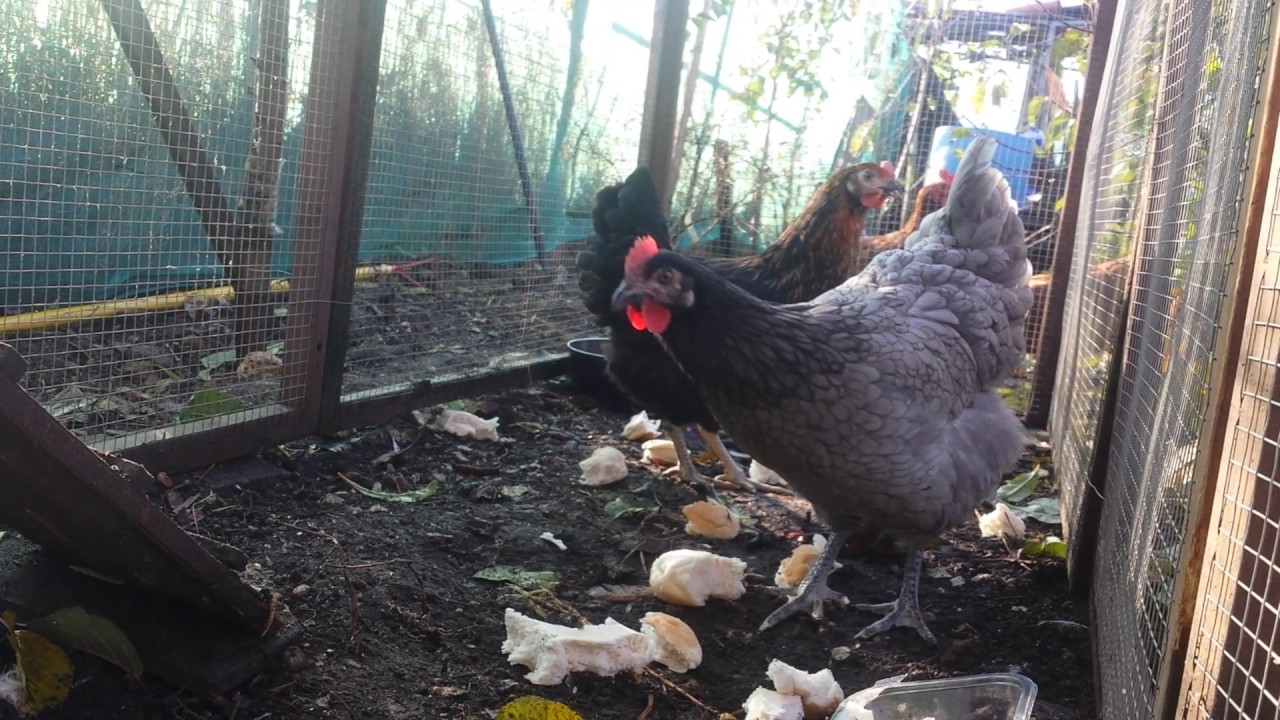 Introducing Hen breeds Bovans Nera and Bluebelle - YouTube
