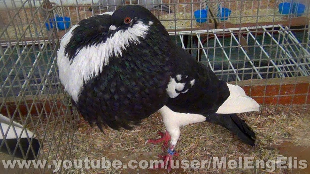 Boulant de Norwich Champion - Cropper Pigeon - Kröpfer Tauben ...