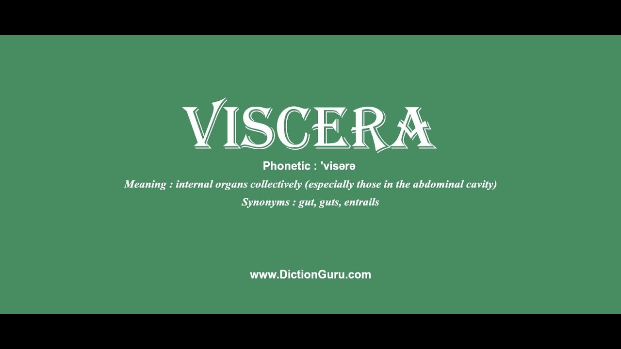 viscera: Pronounce viscera with Meaning, Phonetic, Synonyms and ...