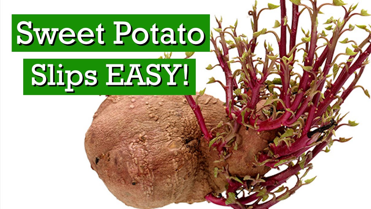 EASY Sweet Potato Propagation Method Using STORE Bought Potato - YouTube