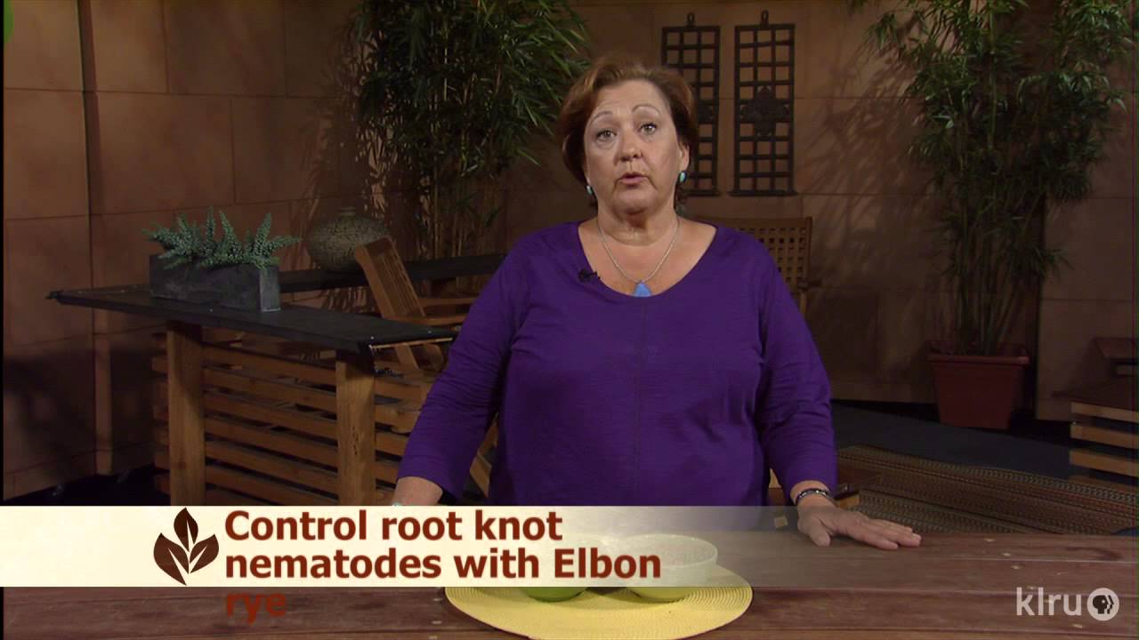 Cover crops | Trisha Shirey | Central Texas Gardener - YouTube