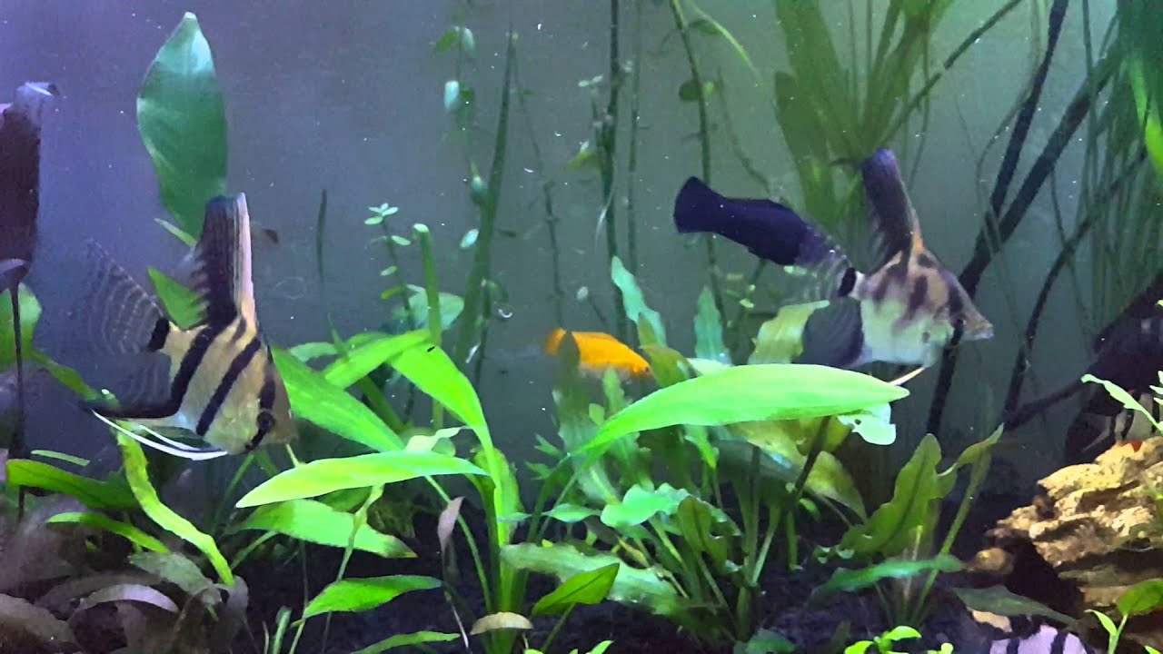 Freshwater Community Tank 38g - YouTube