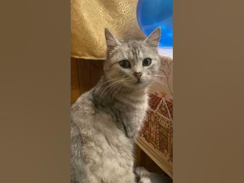 ЗНАКОМСТВО С ЖИВОТНЫМИ. - YouTube