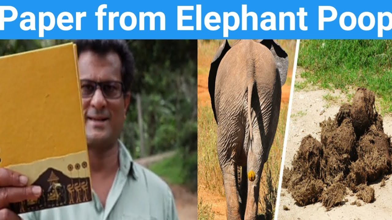 Thusitha Paper From Elephant Poop YouTube thusitha-paper-from-elephant-poop-youtube