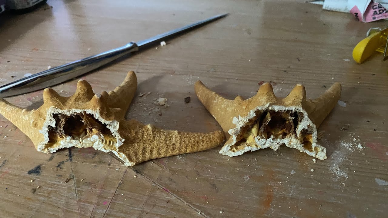 Cutting a Starfish In Half - YouTube