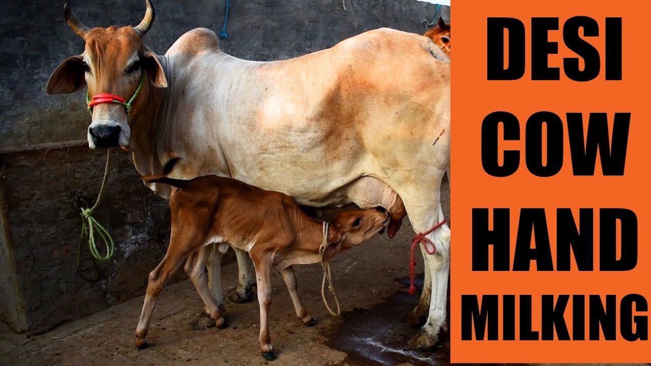 Desi Cow Hand Milking At Shreejivan Dairy Sirsa Haryana Youtube
