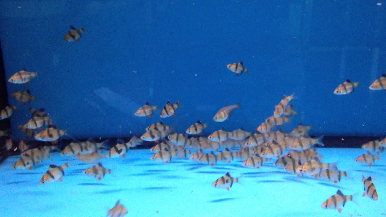 IMG 2247 YouTube img-2247-youtube