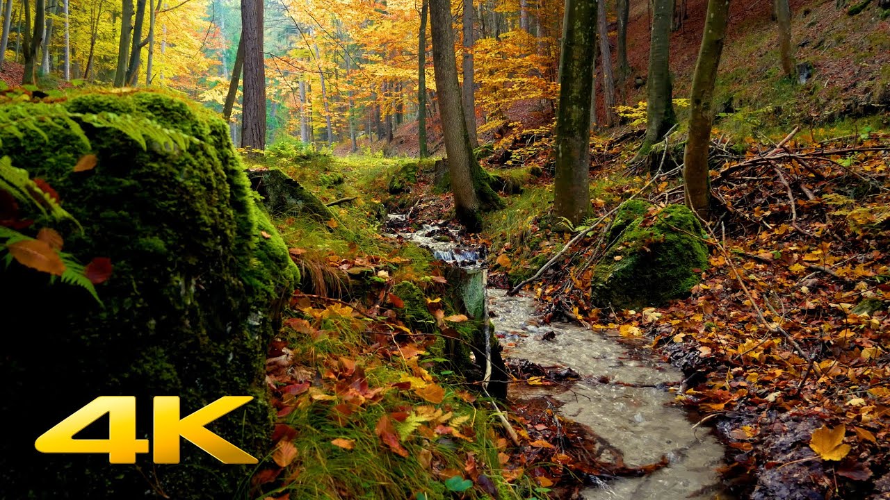 3 HOURS of Autumn Forest and Gentle Stream Sounds in 4K UHD - YouTube