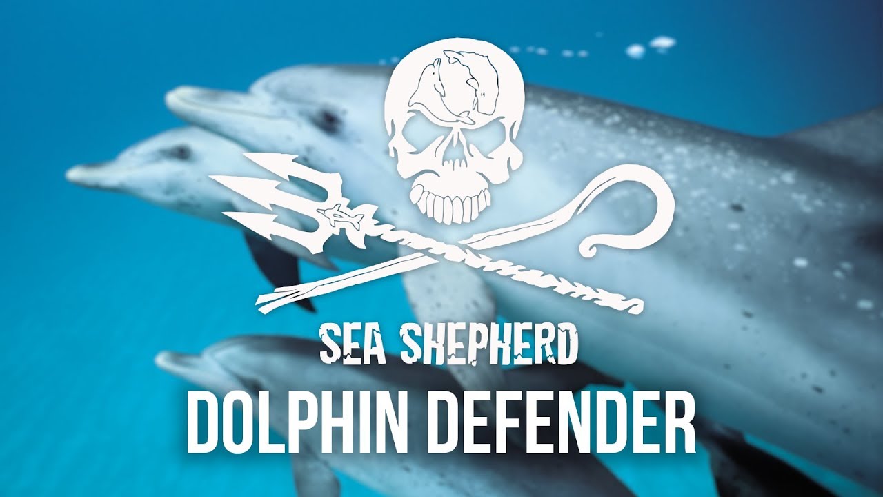 Become a Part-Time Dolphin Defender - YouTube