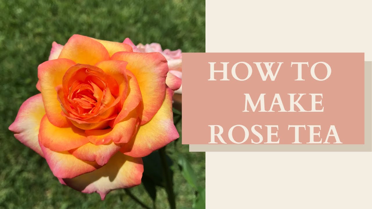 How to make Rose Tea 🌹 - YouTube
