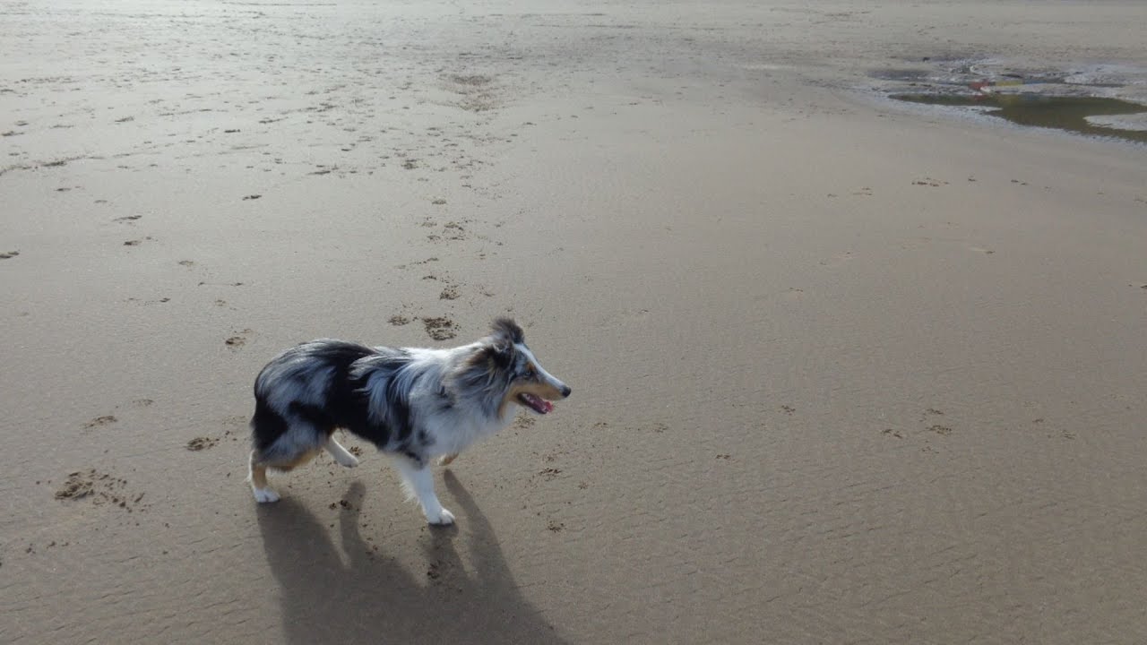 Grooming Frequency for Shetland Sheepdogs with Moderate Energy Levels ...