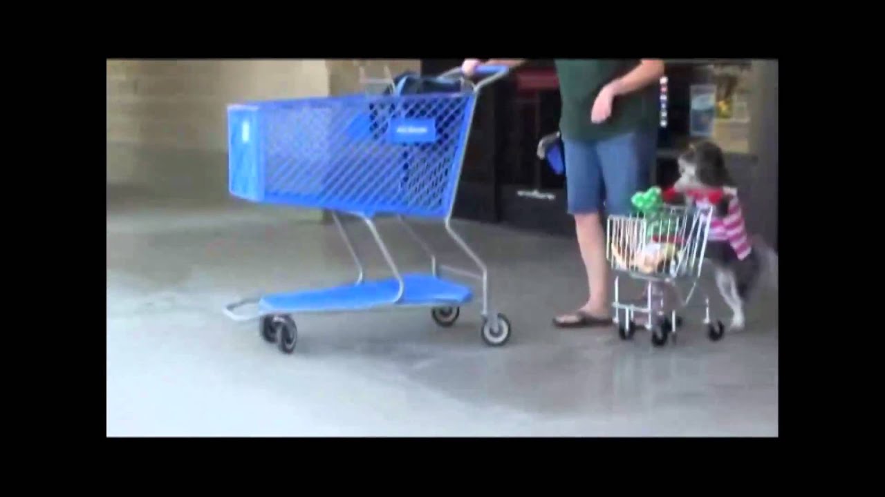 Dog pushes shopping cart! - YouTube
