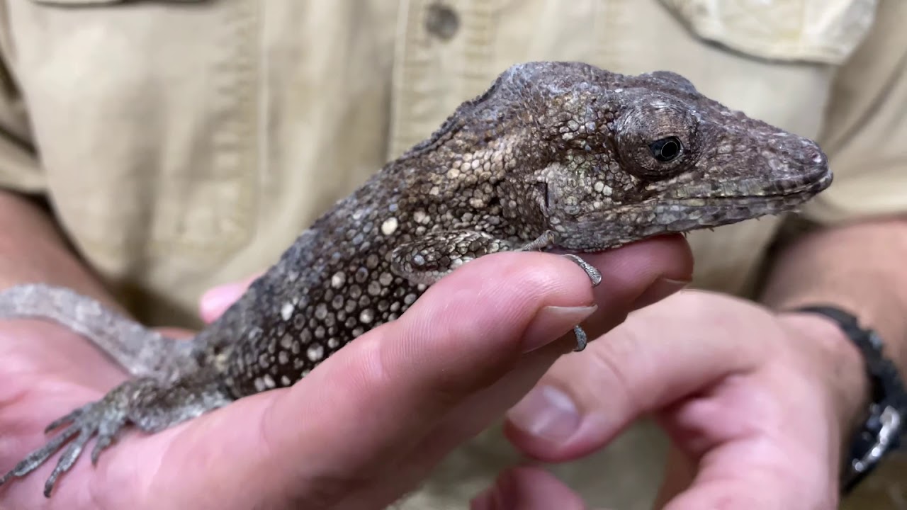 Creature Feature: The False Chameleon - YouTube