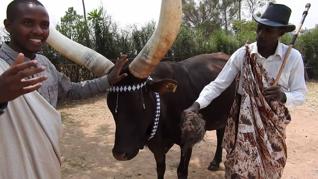 Inyambo- Long horned cows Rwanda! - YouTube