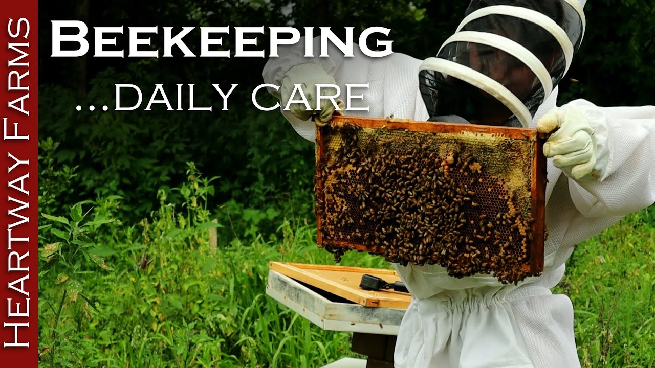 Bees on the homestead! Routine bee care and update. - YouTube