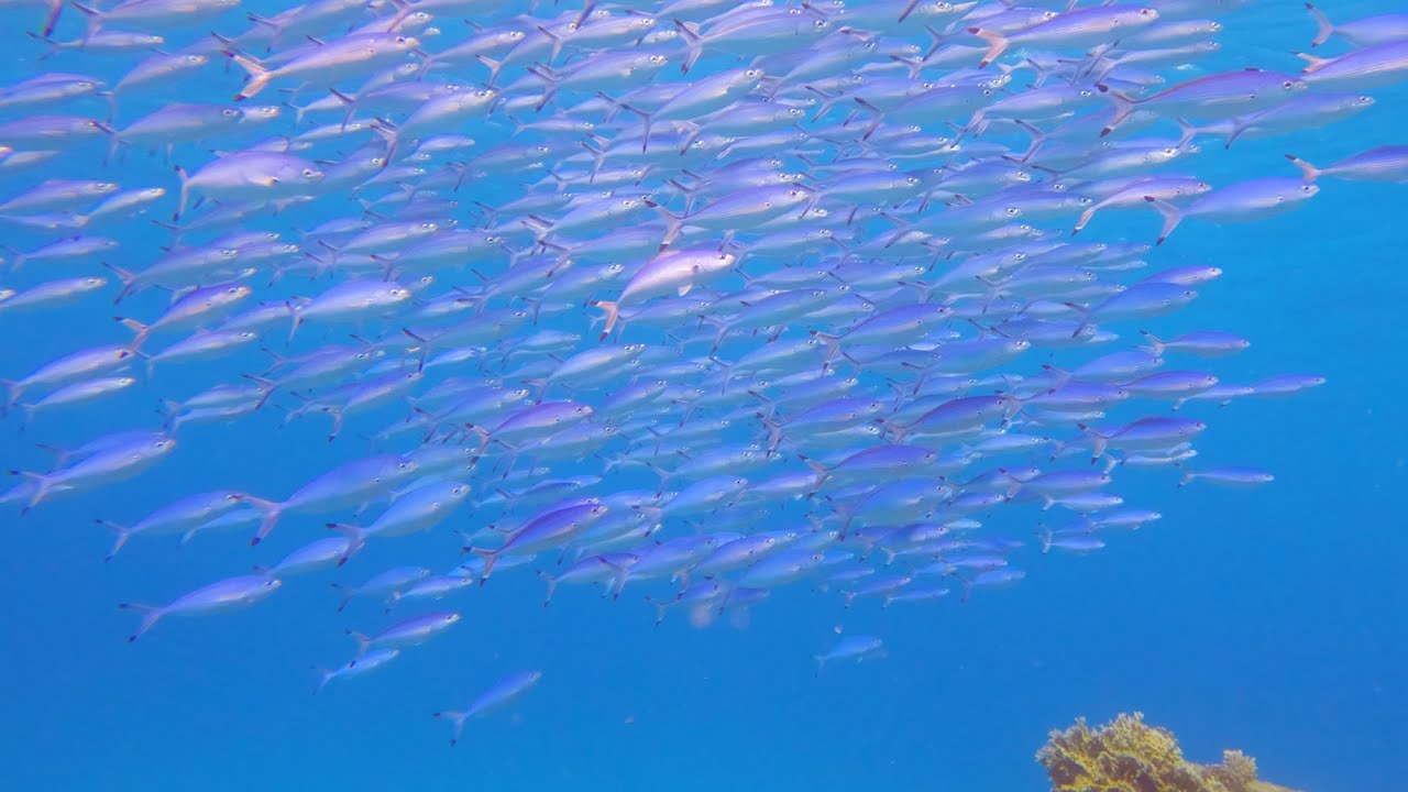 A Little Fish Dance - YouTube