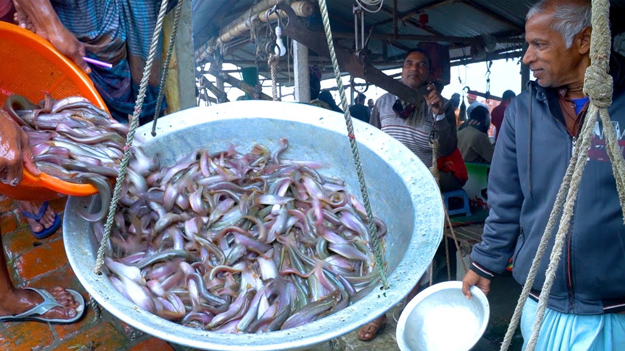 180 - 310 tk per kg desi magur fish । Fresh fish from Chalon Bill ...
