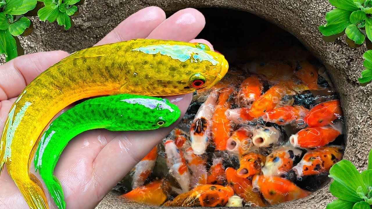 Catch strange ornamental fish in small ponds, green grass guppies ...