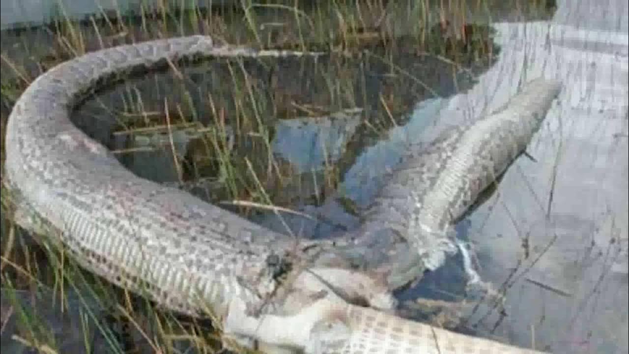 Python eat Crocodile and die mp4 - YouTube