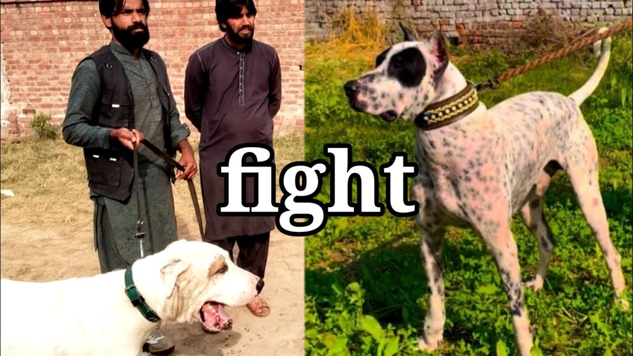 Pakistani big bully dogs fight | Dog vlog Tv| bully dog fight video ...