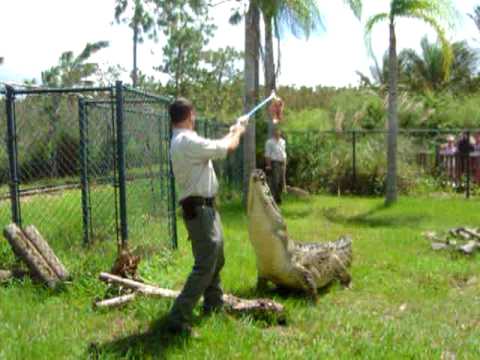 Saltwater Crocodile Trained for Entertainment - YouTube