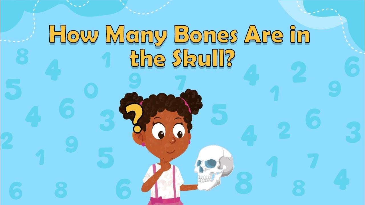 How Many Bones Are in the Skull? | Human Body Facts | Science Facts For ...