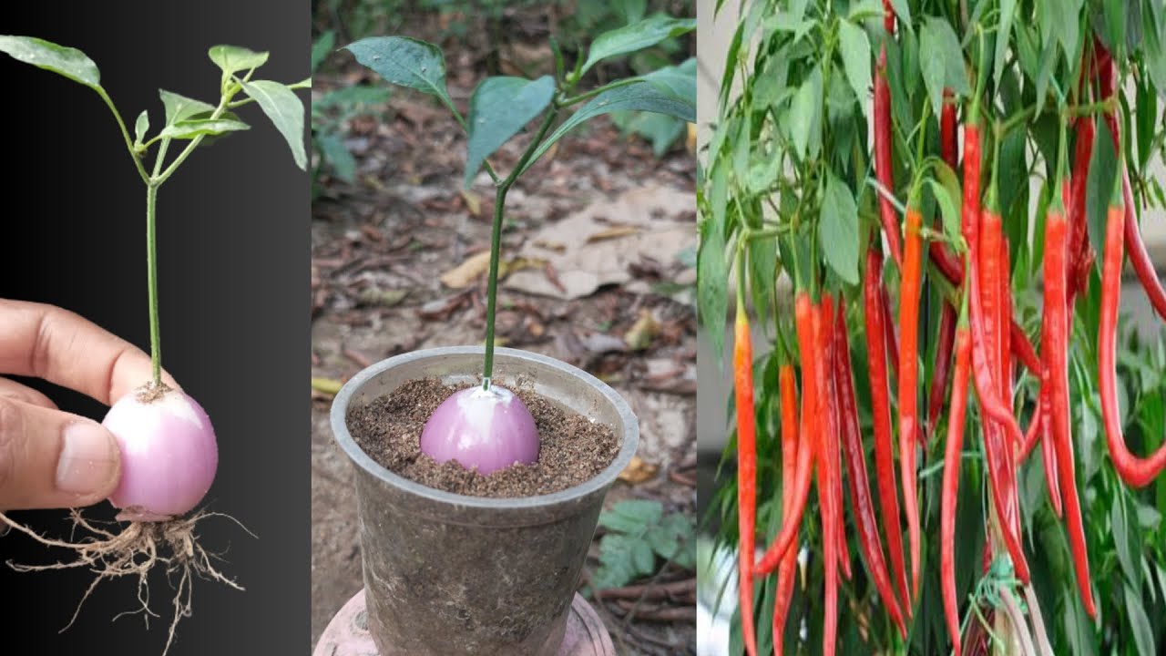 How to grow chilli tree from cutting with onion,, how to grow chilli ...