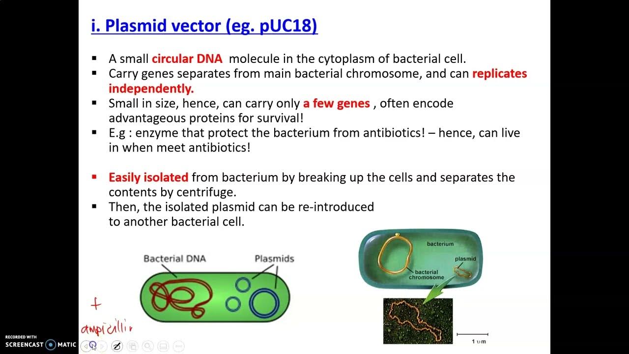 LECTURE CHAPTER 8 RECOMBINANT DNA TECHNOLOGY PART 3 - YouTube