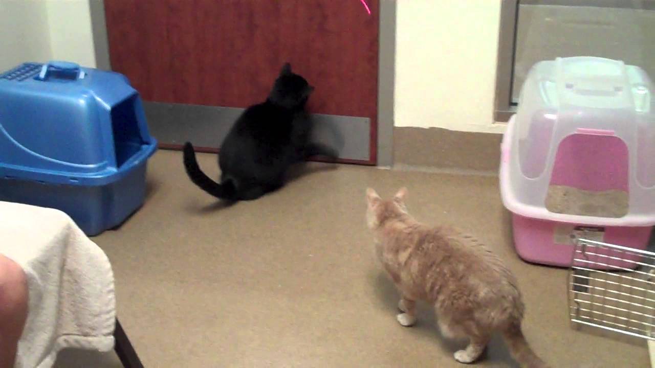 Squint's Quick Paws - YouTube