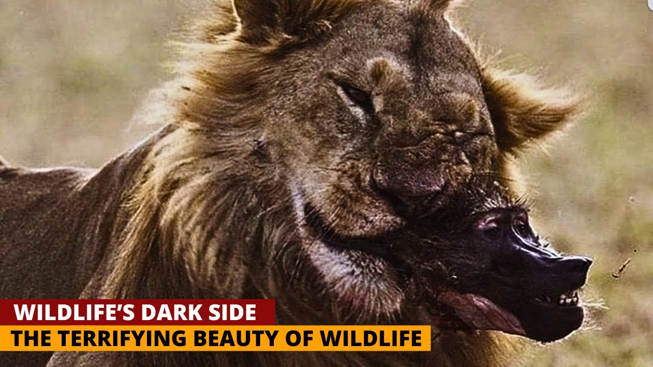 The Terrifying Beauty of Wildlife | Nature’s Most Awe-Inspiring ...