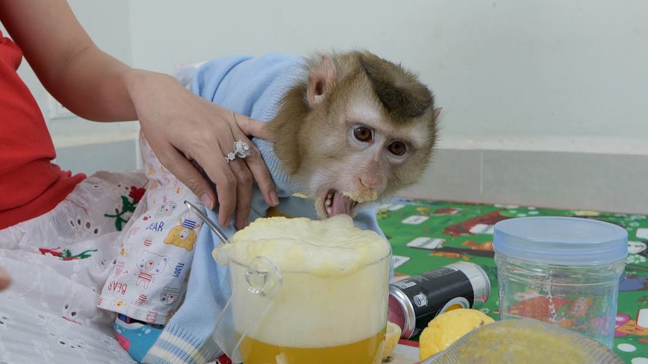 Wow !!! Mom Make Drinking For Monkey DouDou Very Delicious - YouTube