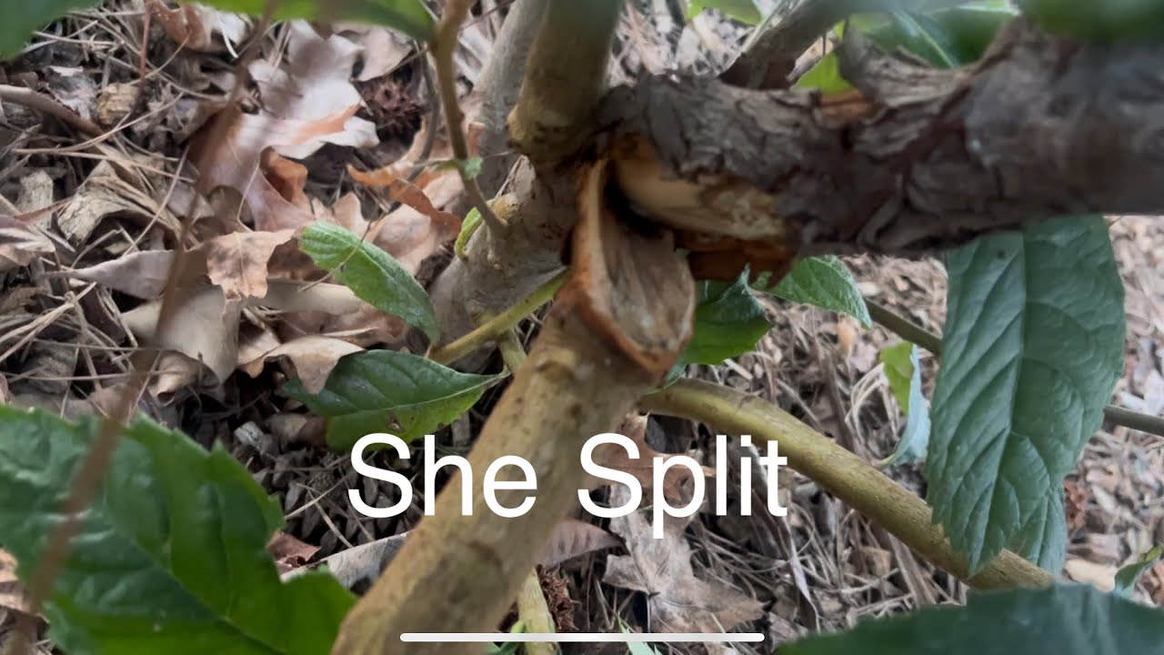 My Loquat Tree Branch Split- Here’s How I Remedied The Issue - YouTube