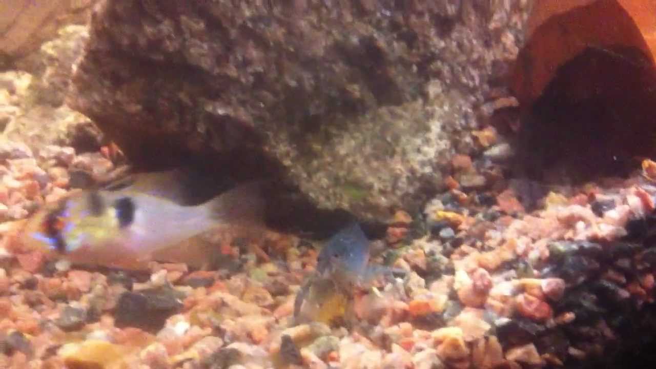 Atya Gabonensis - African Filter Shrimp - closeup - YouTube