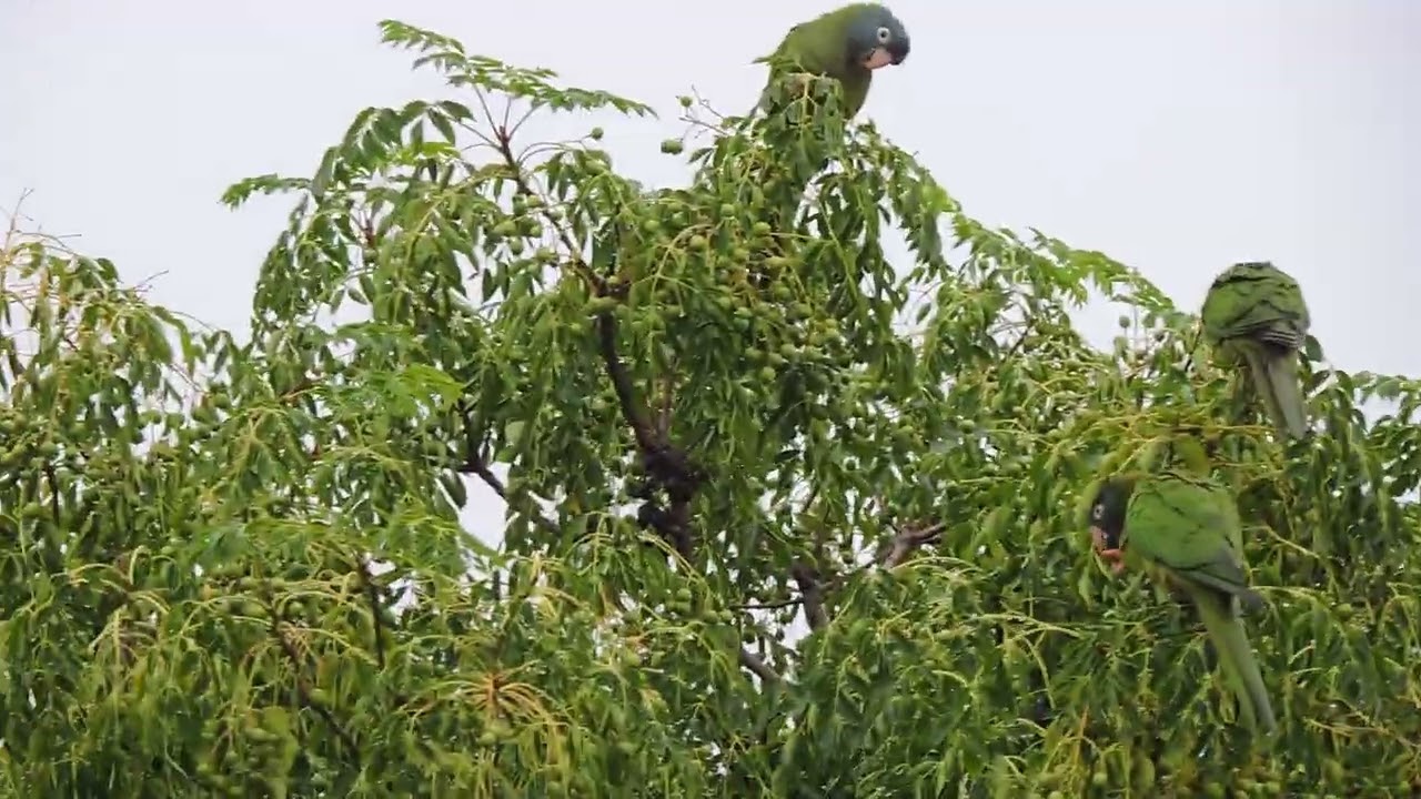 Calancate Común / Loro de Cabeza Azul (Aratinga acuticaudata) - YouTube