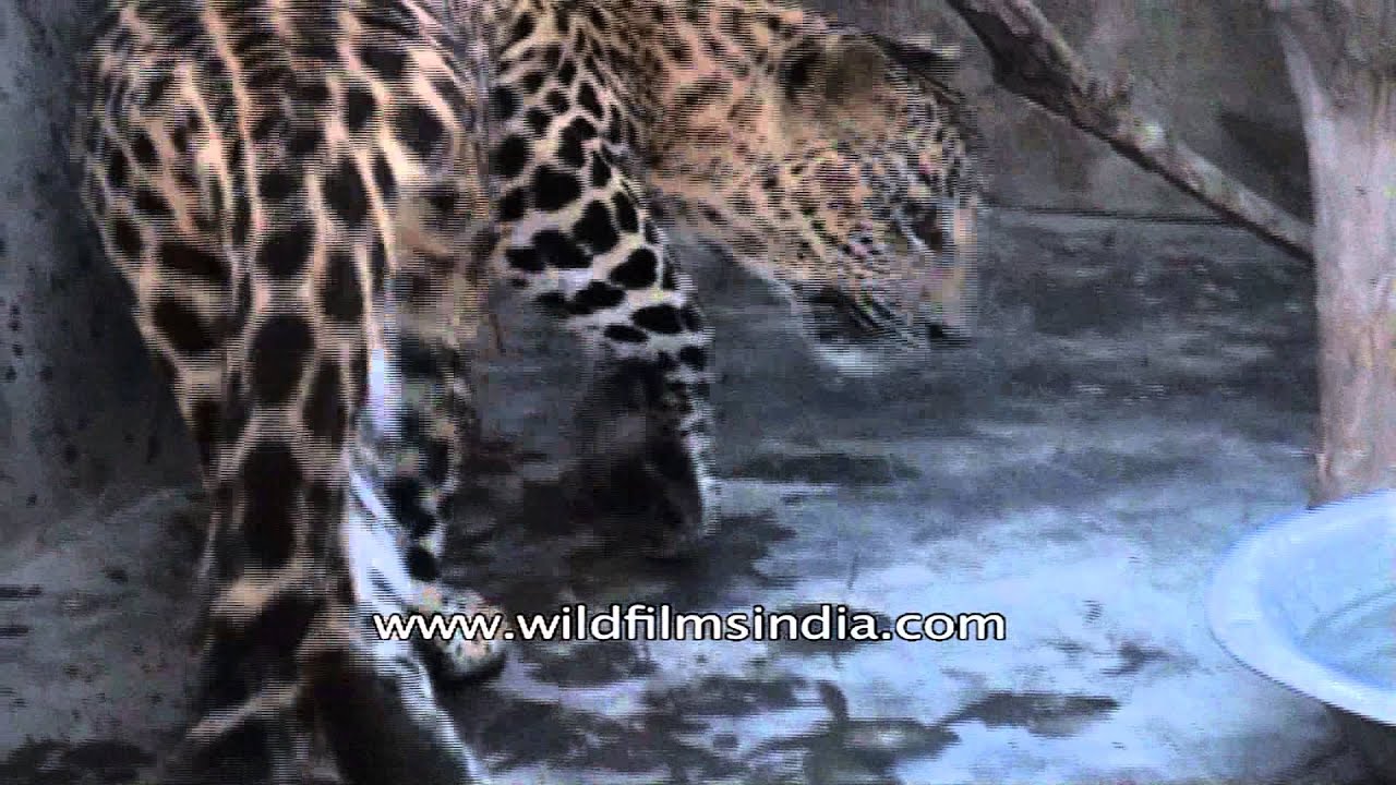 Close-up of Leopard (Panthera pardus) eating meat - YouTube