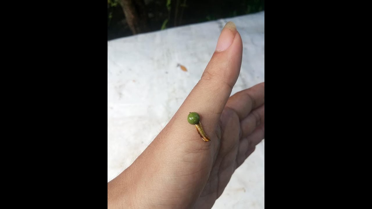 ulat helm - ulat kacang hijau - YouTube