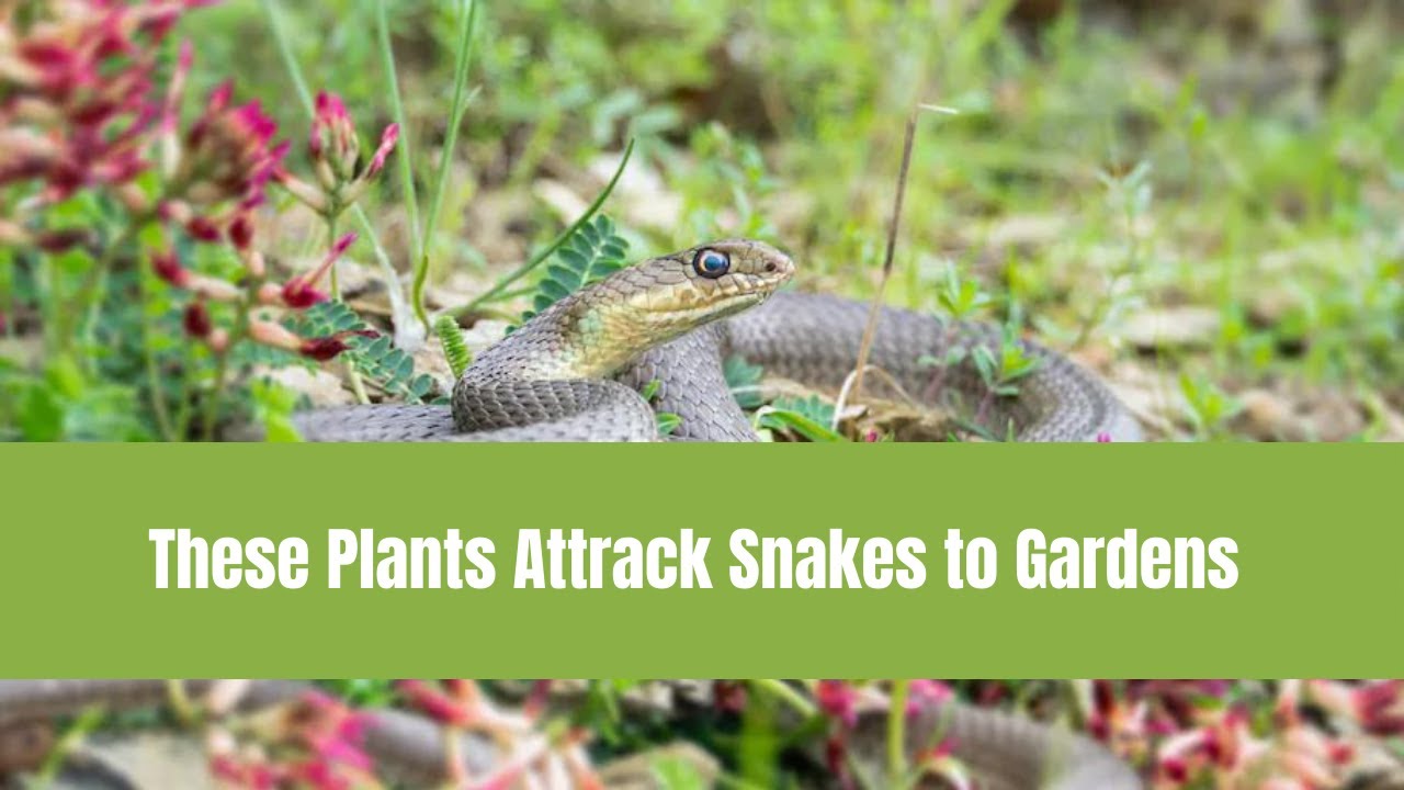 What Could Attract Snakes to Your Home? - YouTube