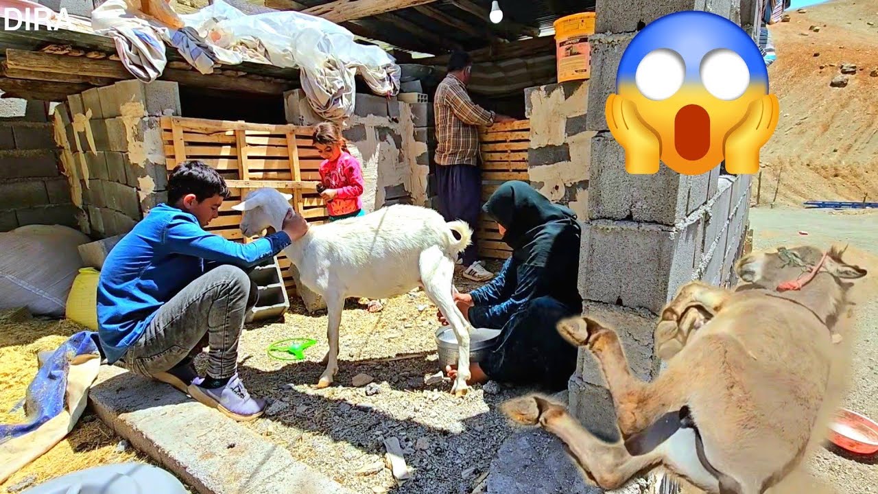 The donkey collapsed mysteriously... What did the Sholiz family really ...