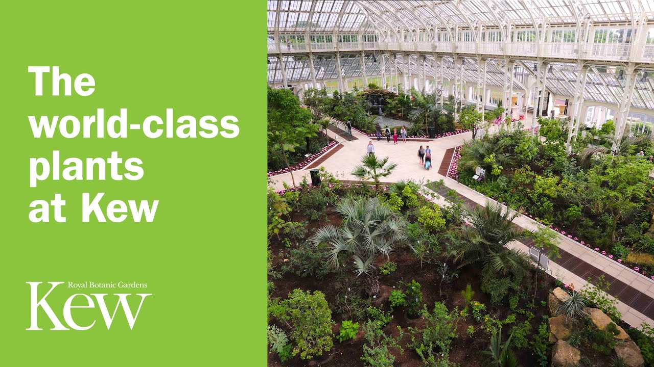 The world-class plants at Kew - YouTube