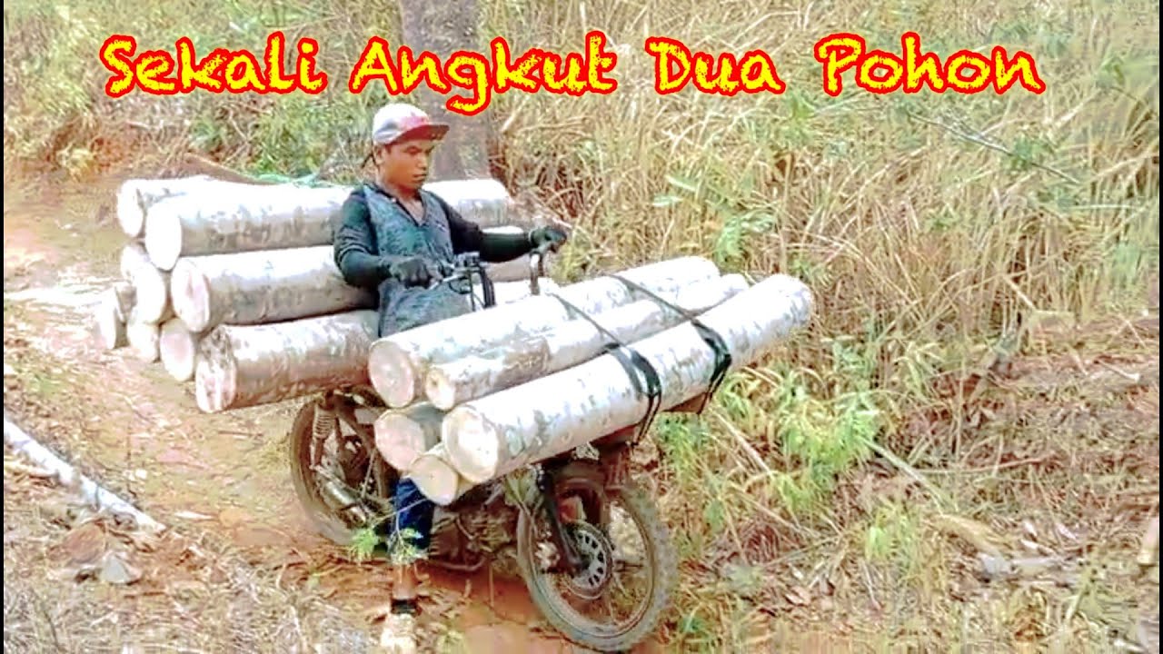 Luar Biasa Kekuatan Motor Angkut Kayu Sengon - YouTube
