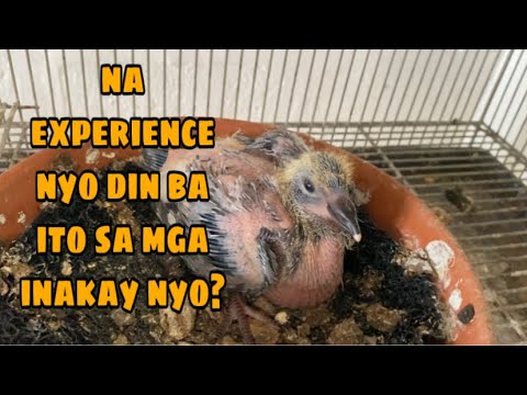 NAGKAROON DIN BA KAYO NANG GANITONG BREEDER? |Reggie Cruz Loft & Aviary #birds #pigeon #pigeon
