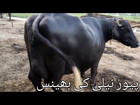 Beautiful pure nilli ravi buffalo for sale in pakistan on youtube-26-5 ...