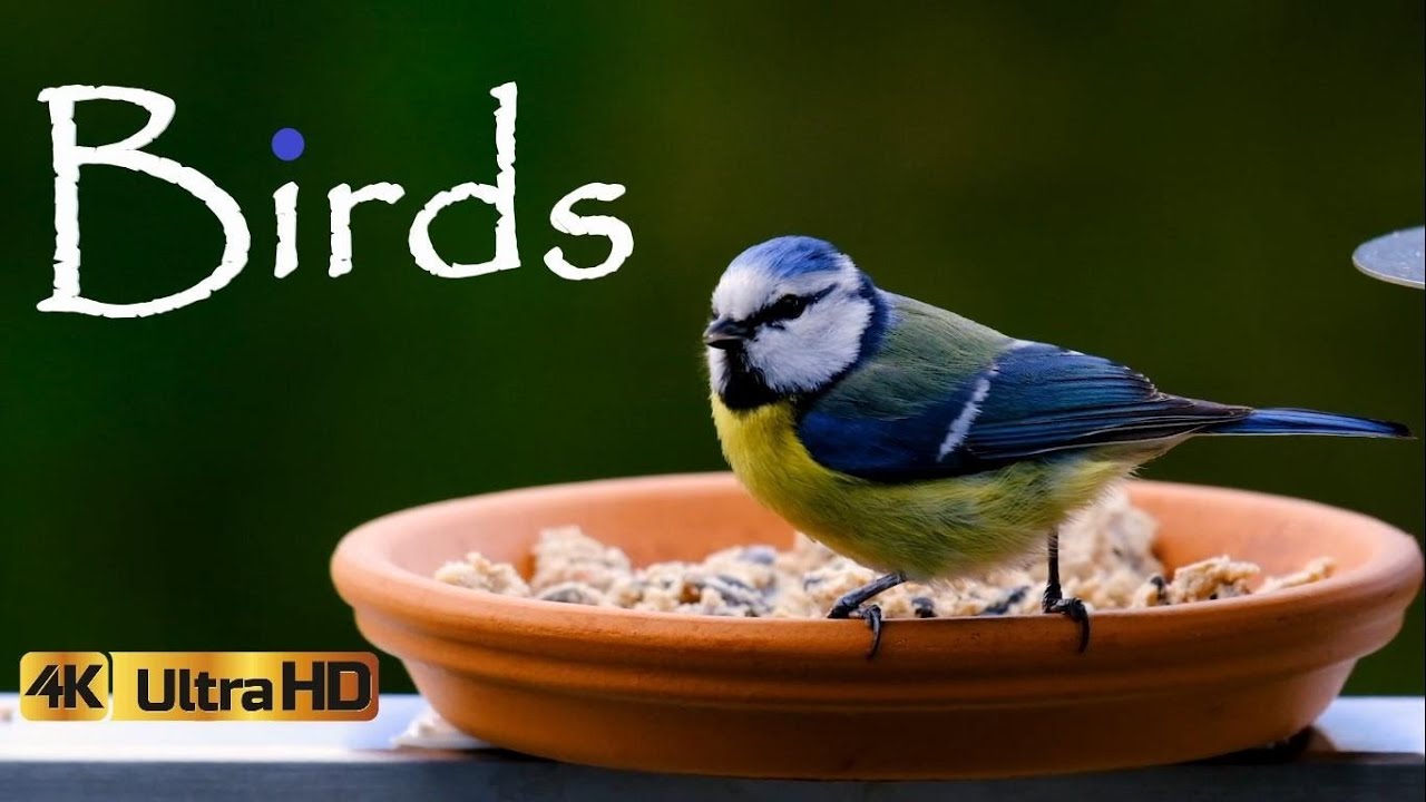 Birds 4K | Mediation Relaxing Music | De-Stress Music - YouTube