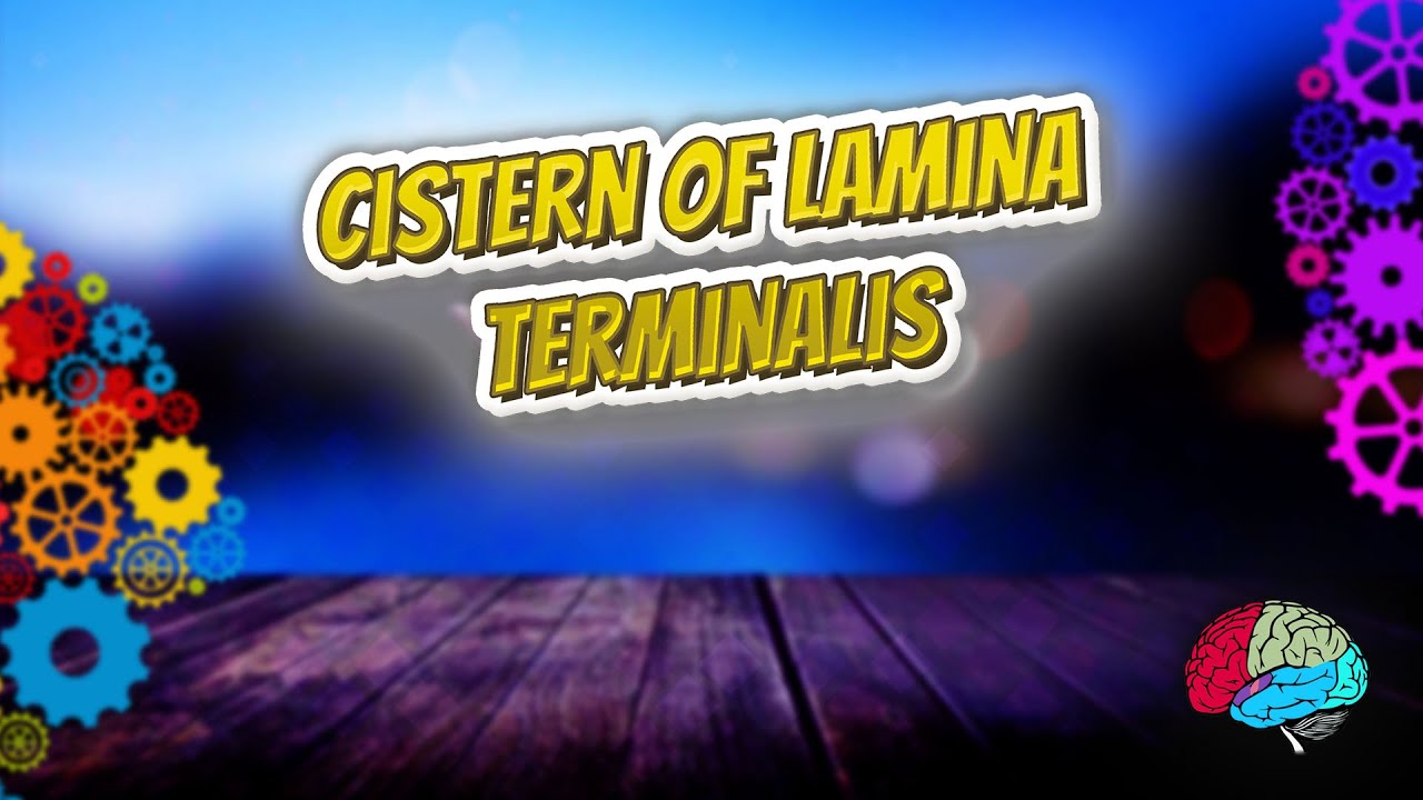 Cistern of Lamina Terminalis - Know It ALL 🔊 - YouTube