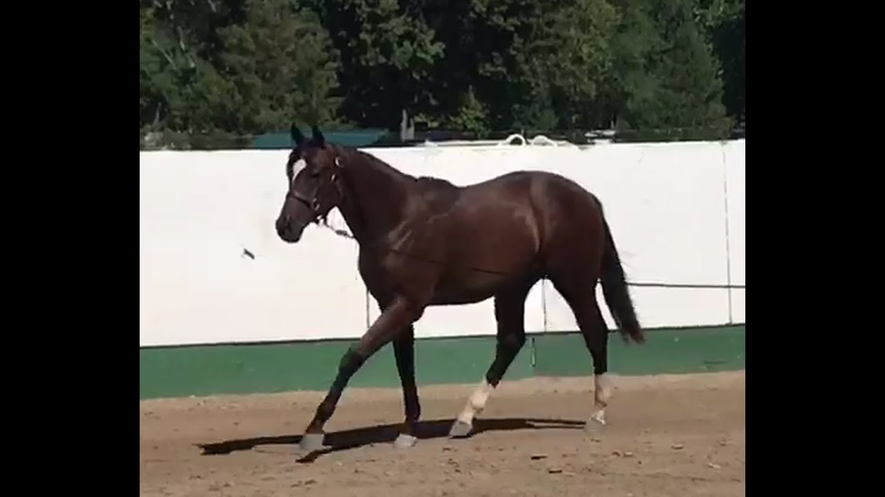 DGS Buckeye Grove - 2021 AQHA Bay Gelding by DGS Replicated - 9/22 ...