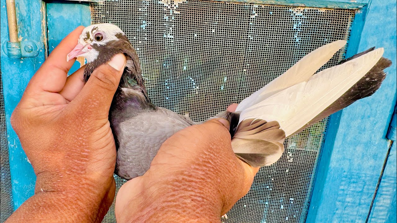 Best quality 8 kabuter baby’s call. 7973244116 available pigeons food ...