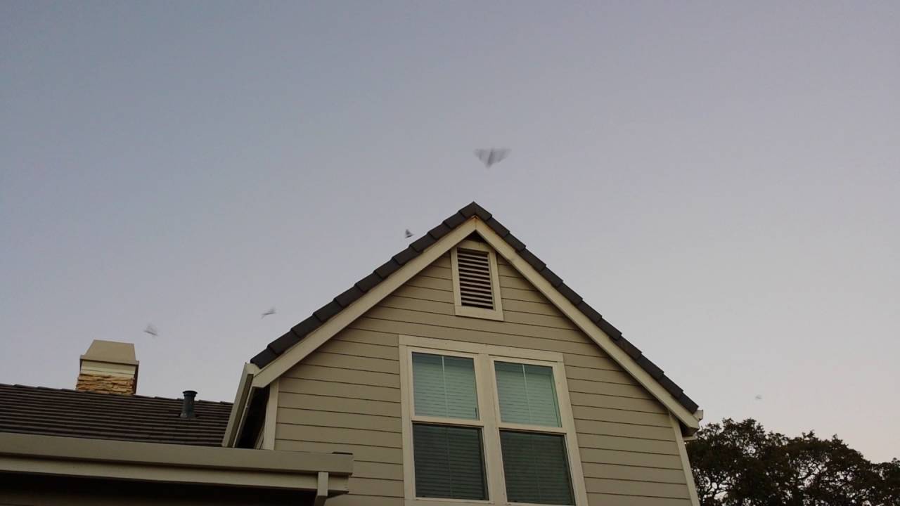 Bats exiting house from under roof tiles - YouTube